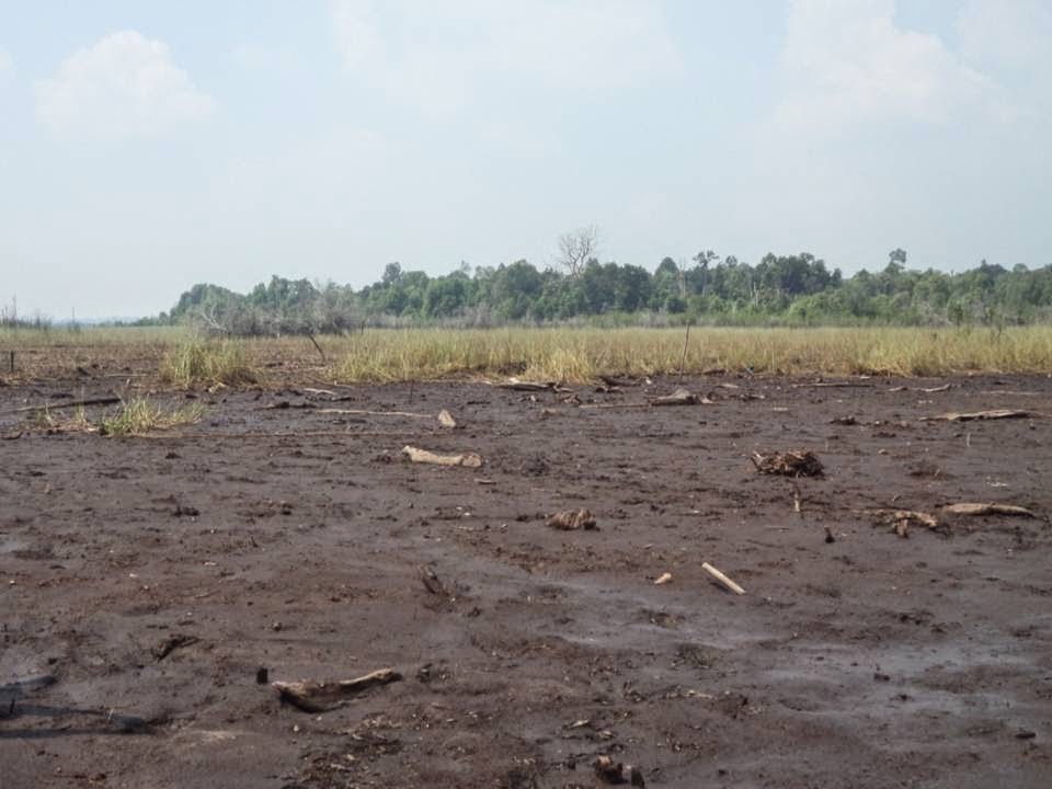 EKOSISTEM RAWA AIR TAWAR: ekosistem rawa air tawar