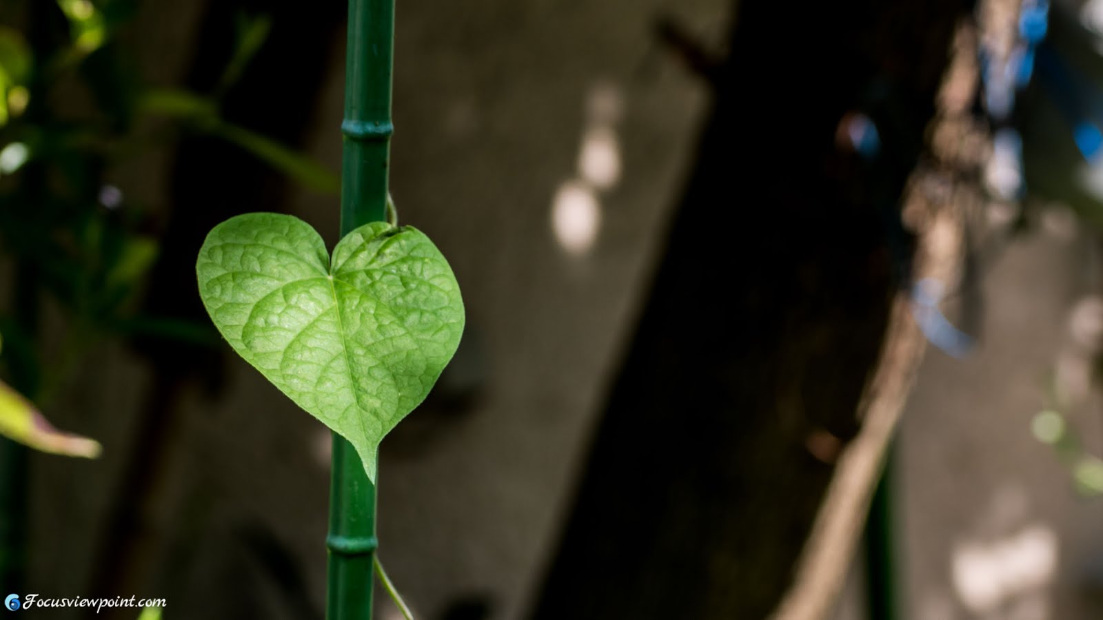 The leaf in sunlight | Focus Viewpoint