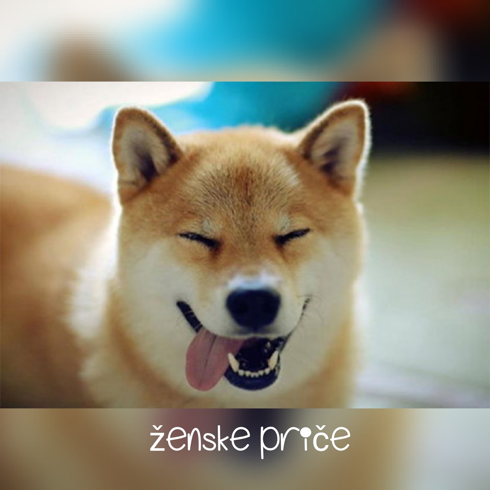 Zanimljivosti o psima