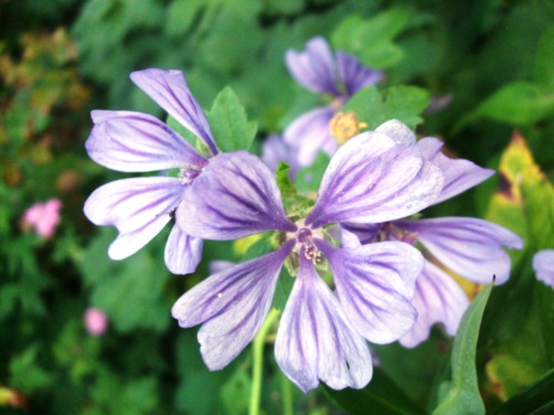 ΜΟΛΟΧΑ (MALVA) photos - wallpapers (ανανεωμένο) | the fun bank