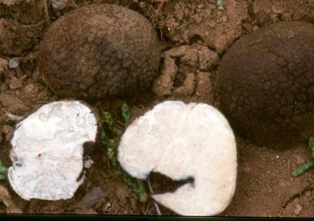 Catalogue of Organisms: July 2011