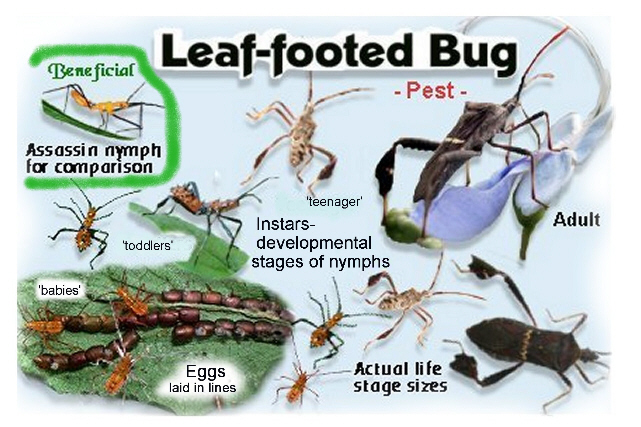 If only sweat were irrigation...: Buggies, stinkie buggies