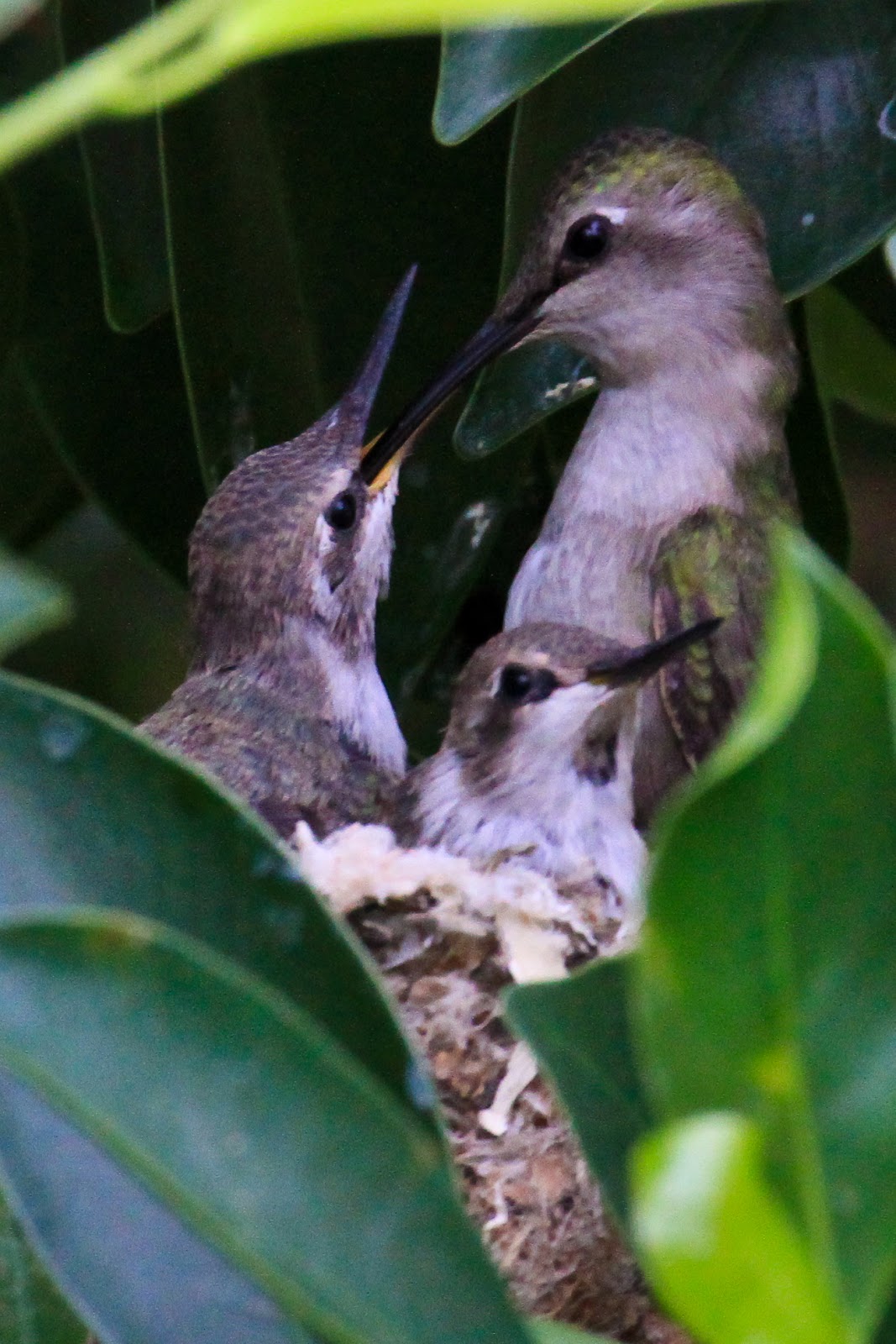 a critters eye view - photography by christopher d campbell ...