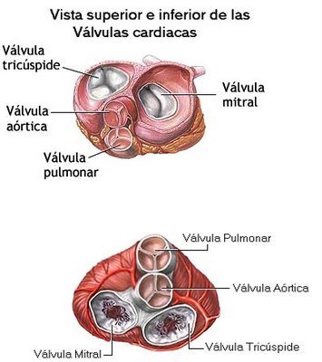 Anatomía Del Corazon: Pilares Del Corazon