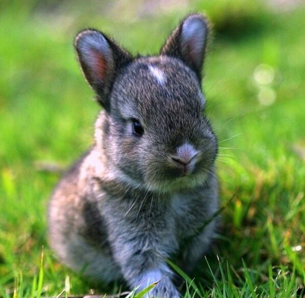 ANIMALES: CONEJITOS TIERNOS