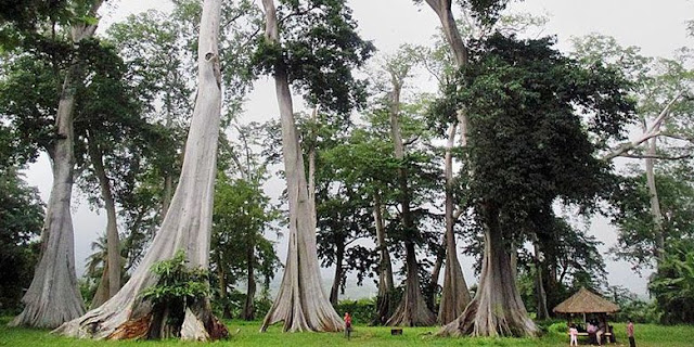 See the Ancient Tree in East Lombok, West Nusa Tenggara, Indonesia