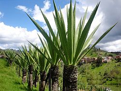 PLAAN : CABUYA O MAGUEY - Furcraea andina
