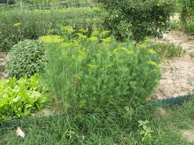 Seminte si plante de gradina hobby: Mărar