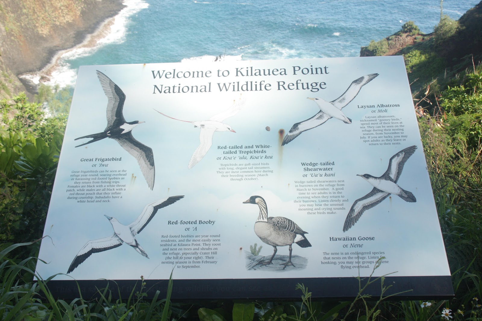 Kauai Kathy: Kilauea Point National Wildlife Refuge