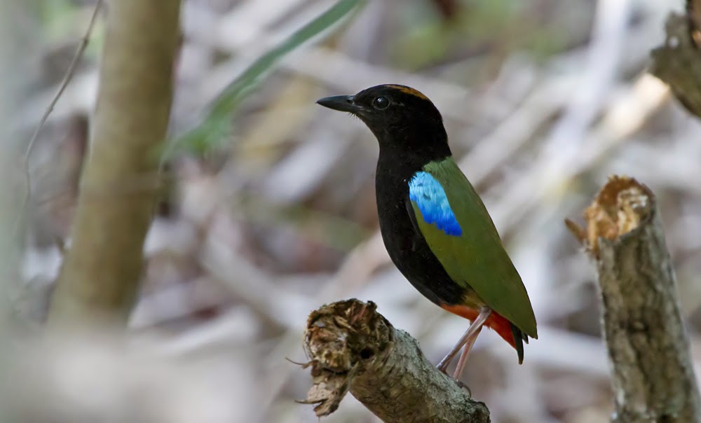 Miradas Cantábricas: AUSTRALIA, donde todo es novedad