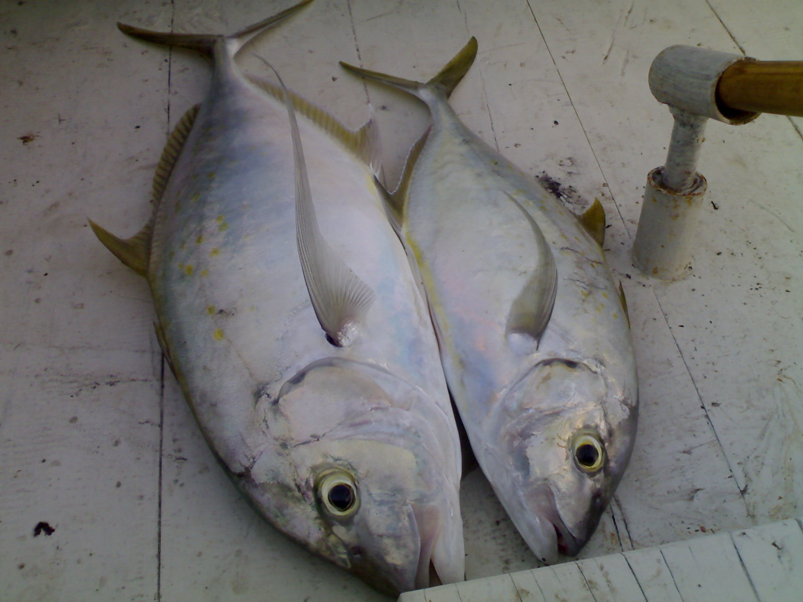 Suka Mancing? Hobi Mancing? Why do you like fishing?