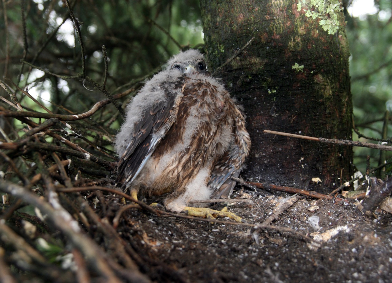 Ruffled Feathers: July 2012