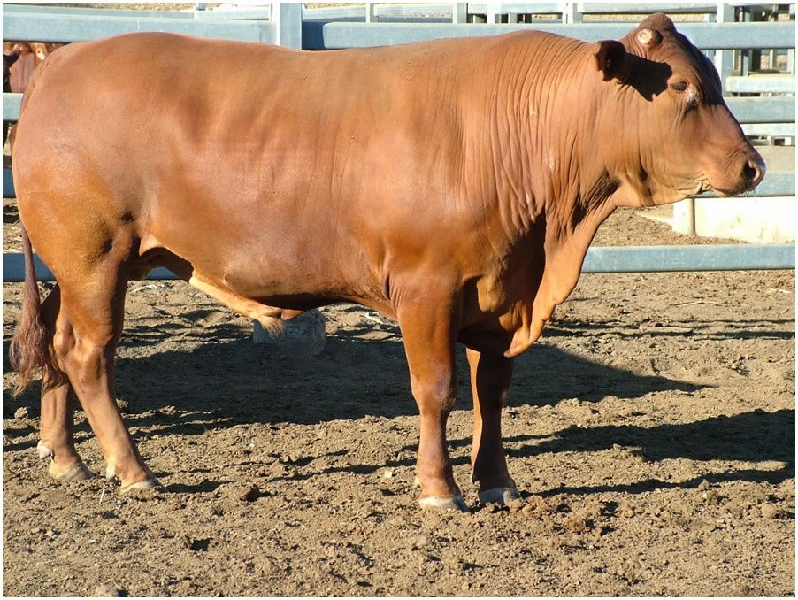 Generalidades de la Ganadería Bovina.: Senepol