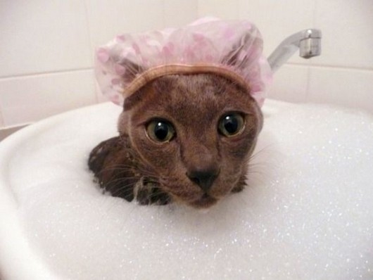 25 Cute animals taking baths (25 pics) | Amazing Creatures