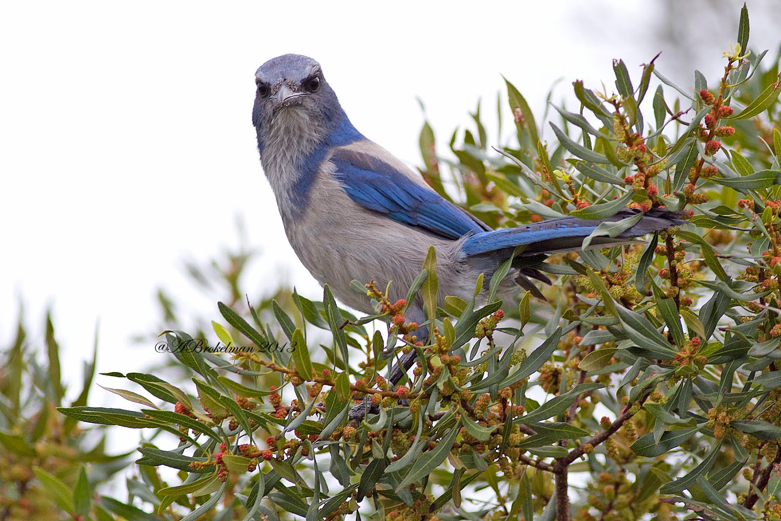 Ann Brokelman Photography: Florida Scrub Jay