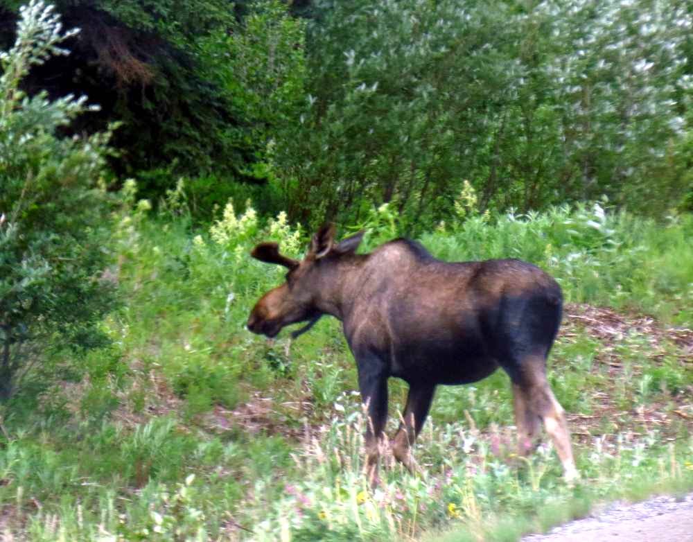 On the Road with Anna and Noel