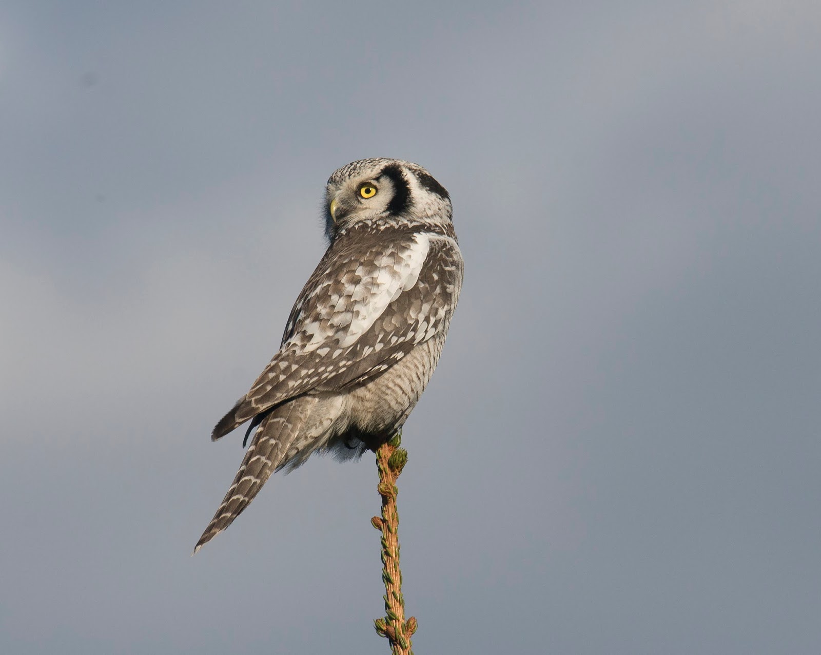 Bert's Bird Blog: Hawk Owl