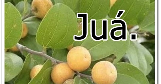 Planeta Natureza: Benefícios do Juá.