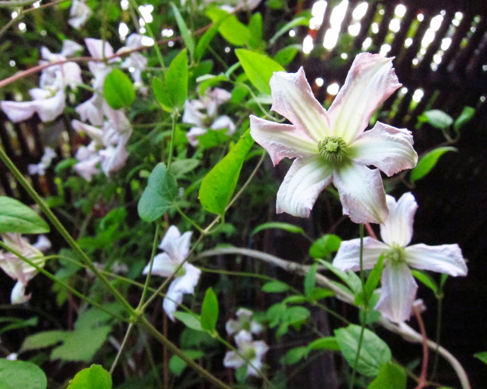 Doves Today: Twining vines