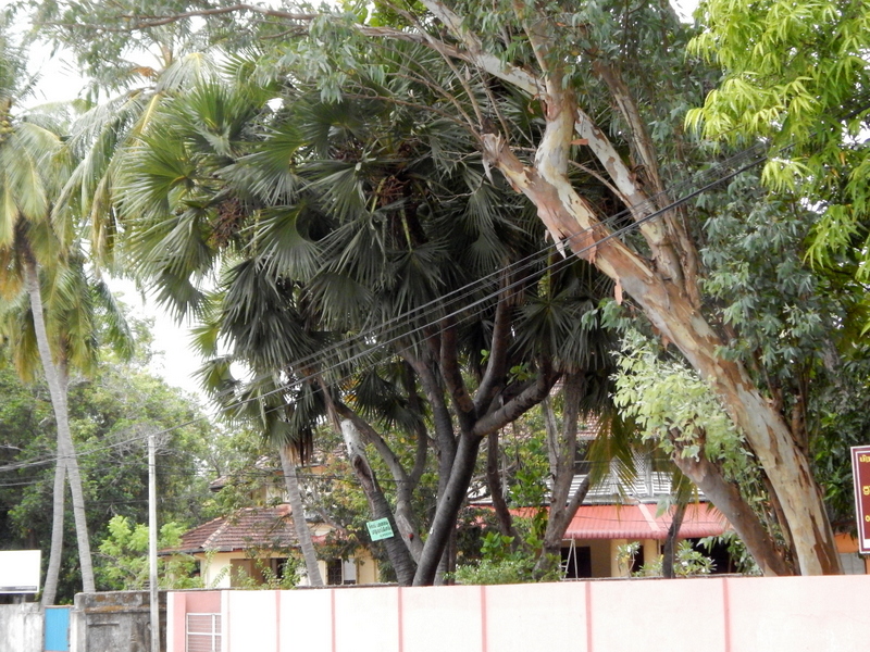 Images of Sri Lanka on blogspot.com: The Palmyra tree with branches and ...