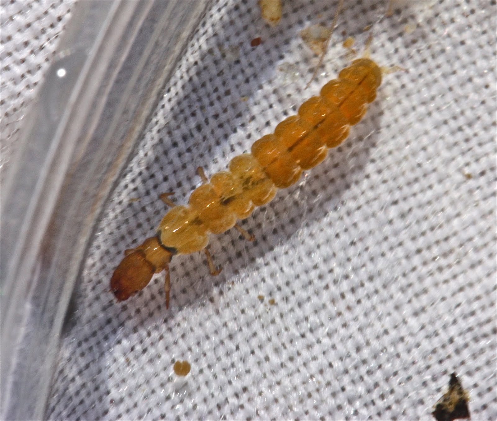 Aquatic Insects of Central Virginia: New Water: A Trip to the Buffalo ...