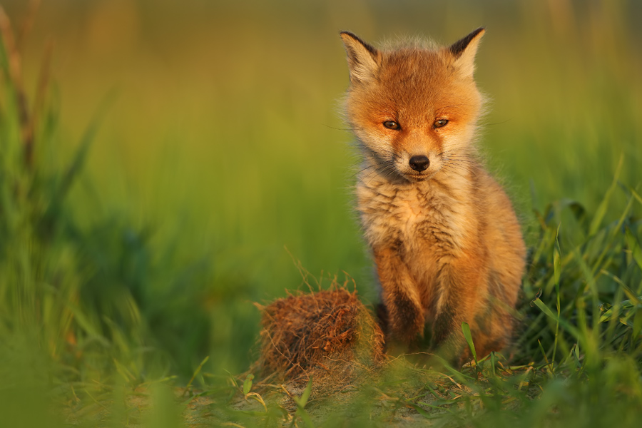 Szepty natury: Tam gdzie lis mówi dobranoc