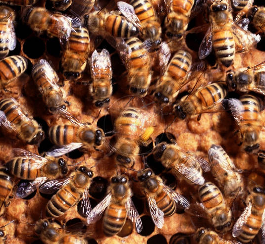 Ini 10 Fakta Menarik Tentang Lebah Madu Yang Harus Kamu Ketahui - News ...