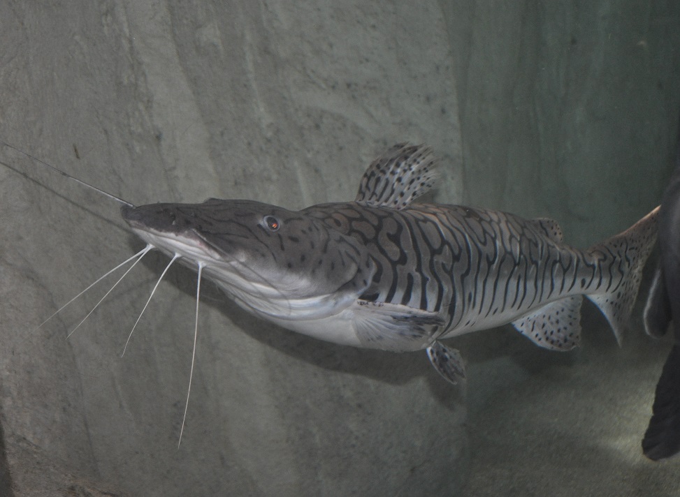 ZOOTOGRAFIANDO (6.057 ANIMALS): BAGRE RAYADO / BARRED SORUBIM ...