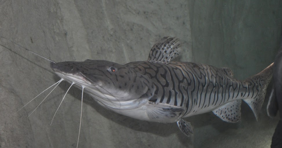 ZOOTOGRAFIANDO (6.057 ANIMALS): BAGRE RAYADO / BARRED SORUBIM ...