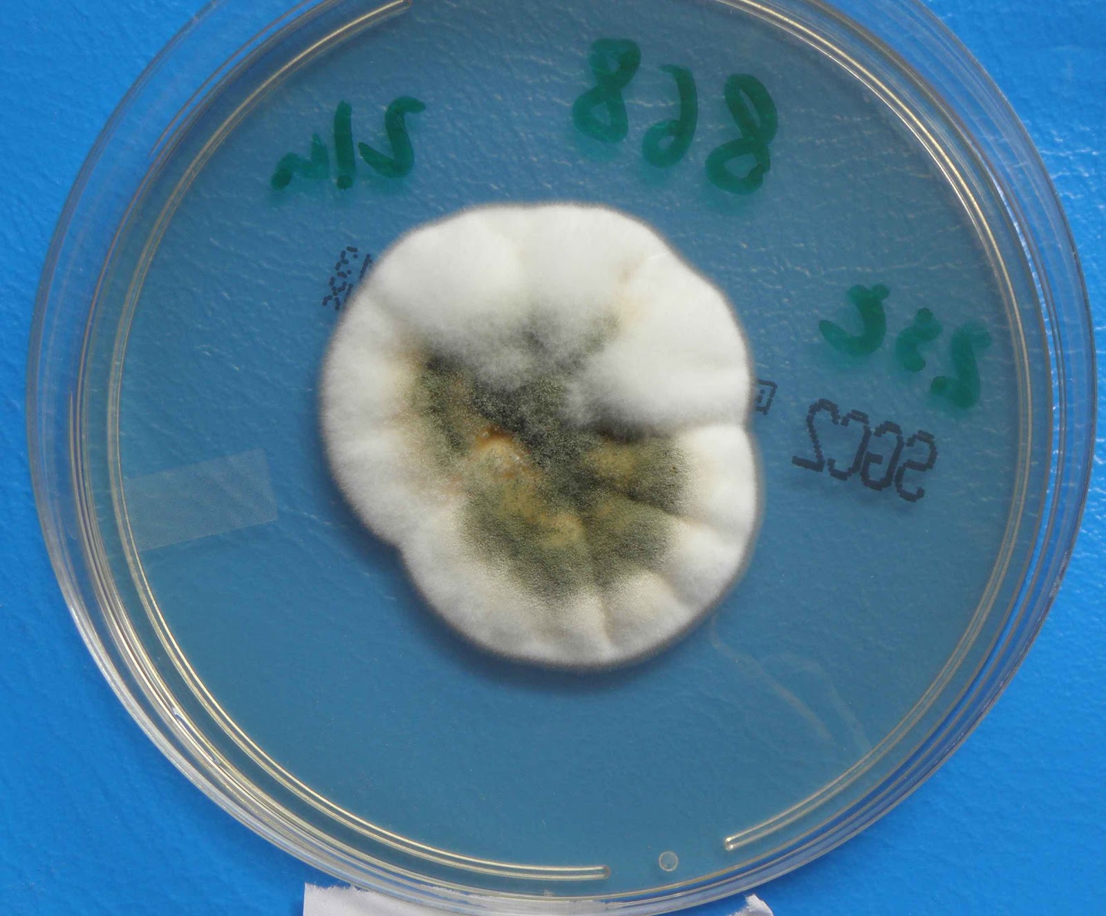 ATLAS MICOLOGIA: ASPERGILLUS VERSICOLOR