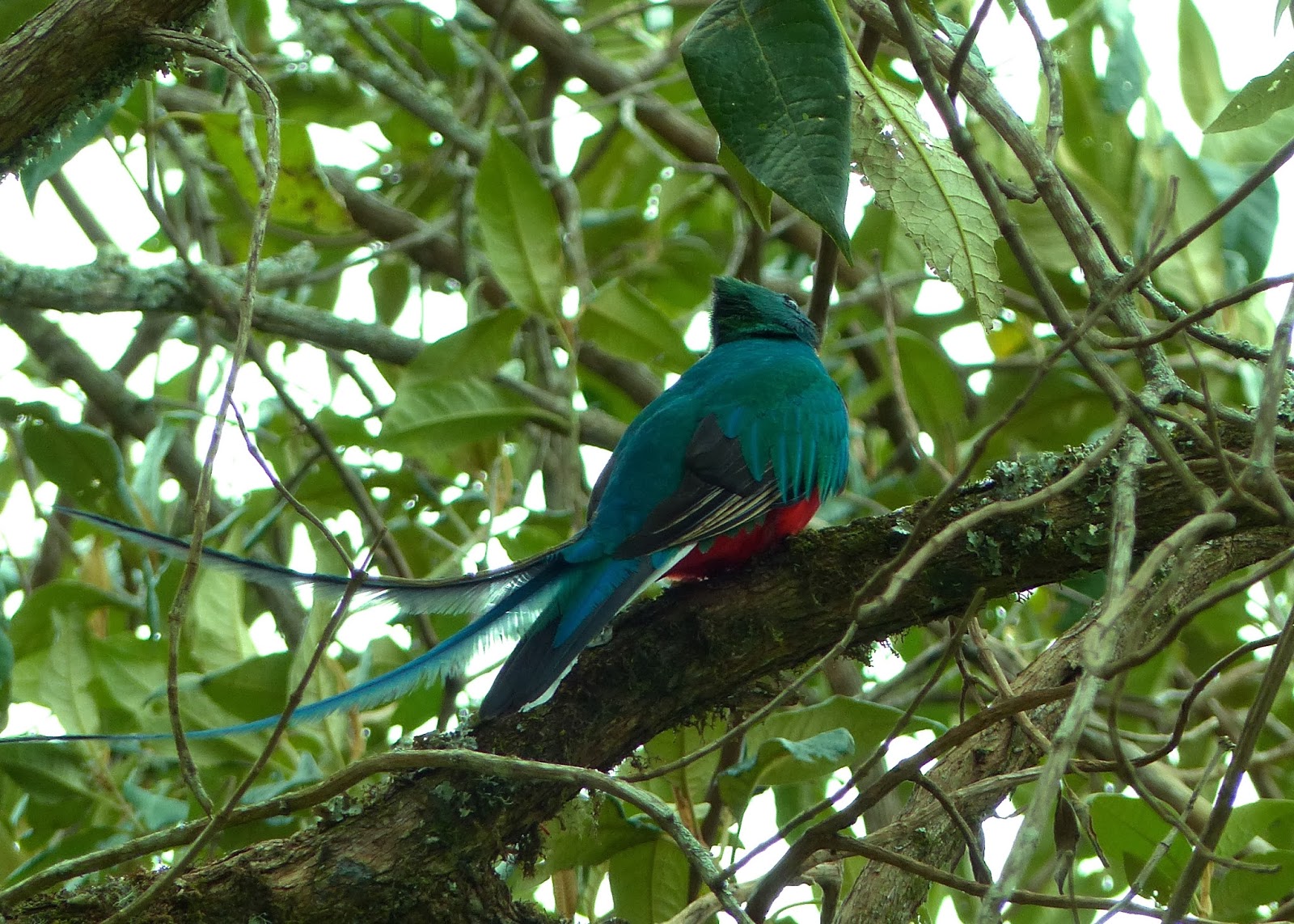 Into the Woods and Elsewhere: The highlands and the Resplendent Quetzal