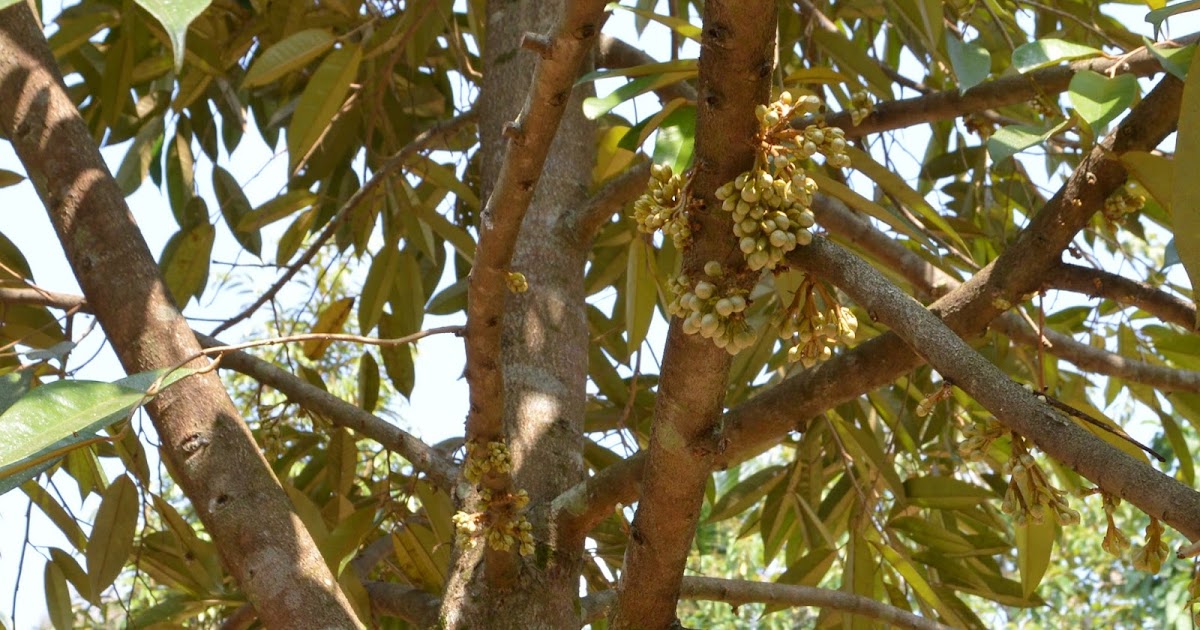 85+ Jenis Bunga Durian