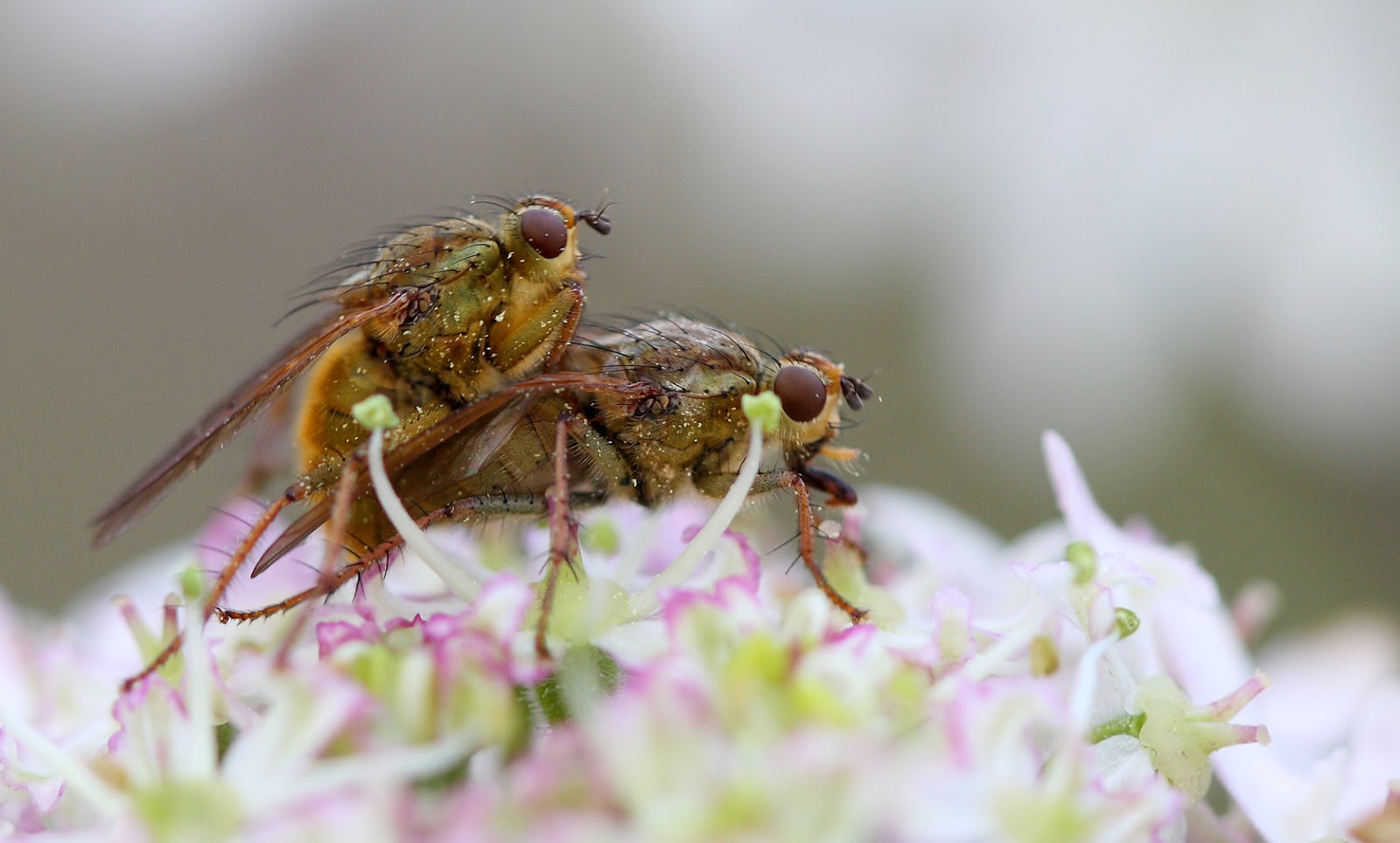 JJ's Photographic nature blog: Tales of springtails, as autumn tails ...
