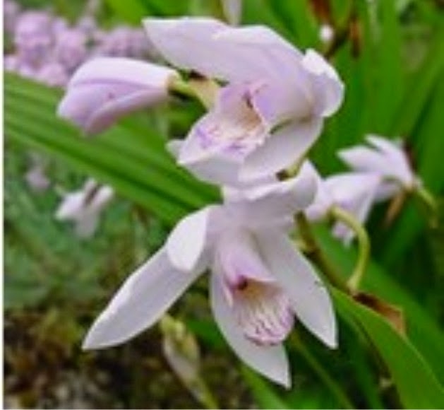 Khasiat Herba Anggrek Tanah | Khasiat Tanaman Bunga