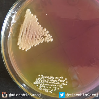 IATSOM - I am the Student of Microbiology: Bacteria Culture
