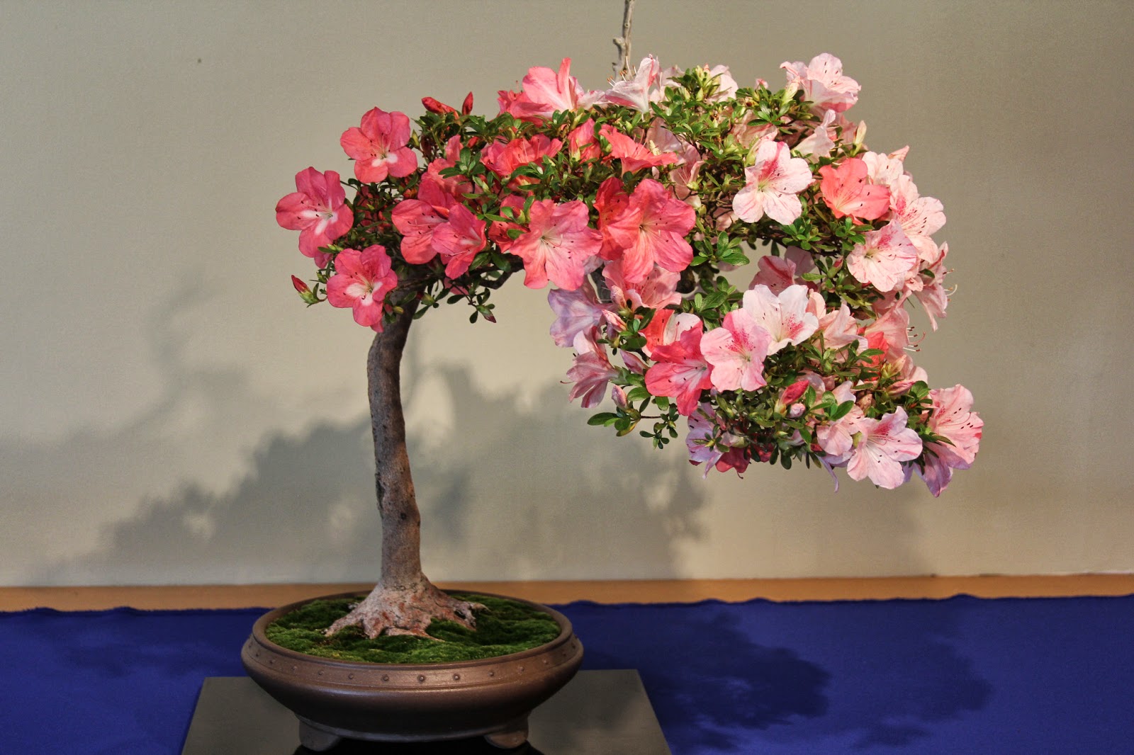 Love, Joy and Peas: Azaleas of Old Japan: Satsuki Bonsai Exhibit at the ...