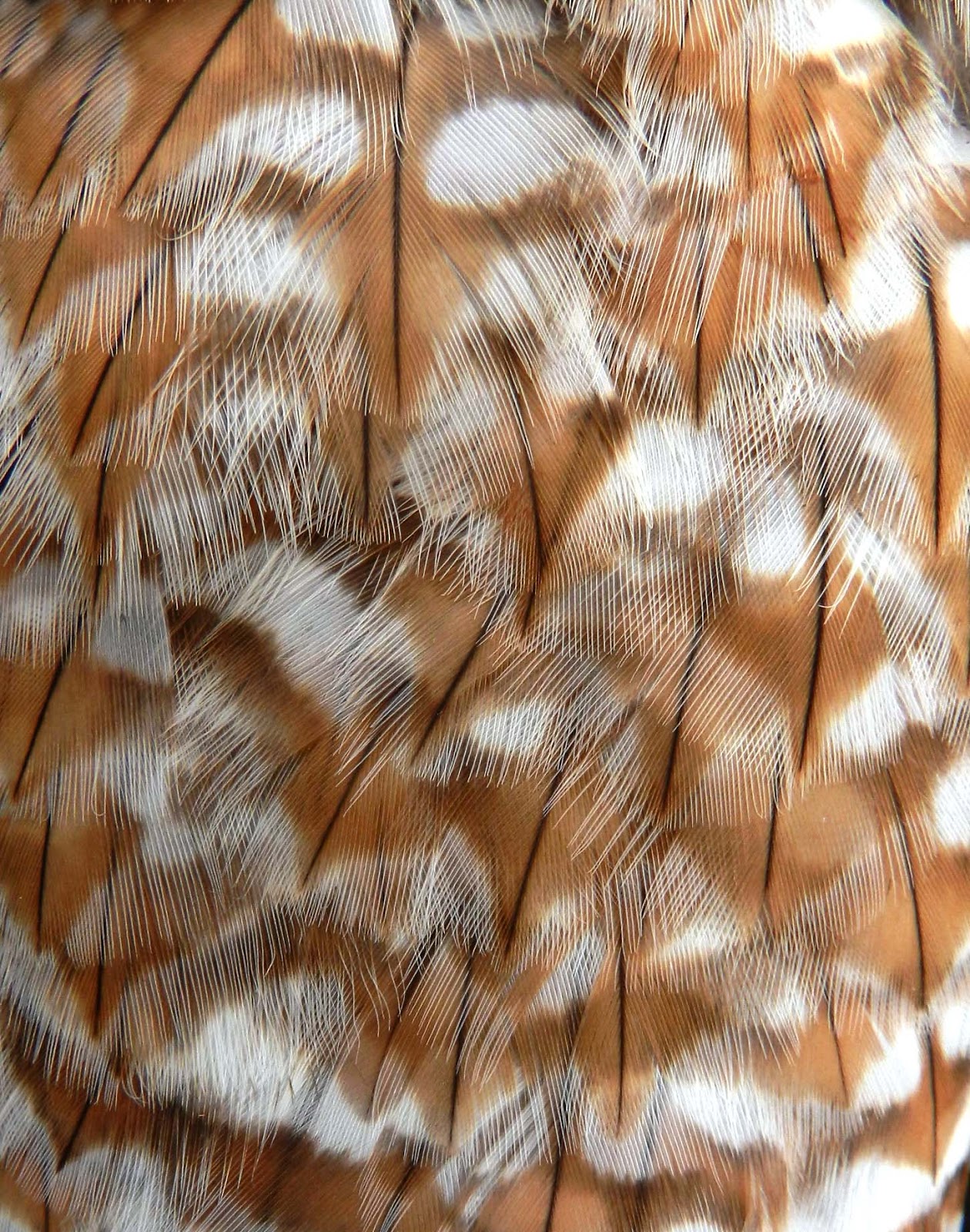North Yuba Naturalist: Feathers!
