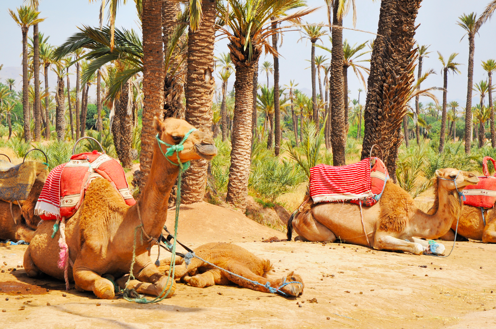 6 PLACES YOU MUST VISIT IN MARRAKECH ~ The Unique