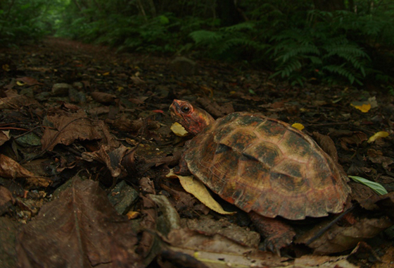 Ryukyu Black-breasted Leaf Turtle
