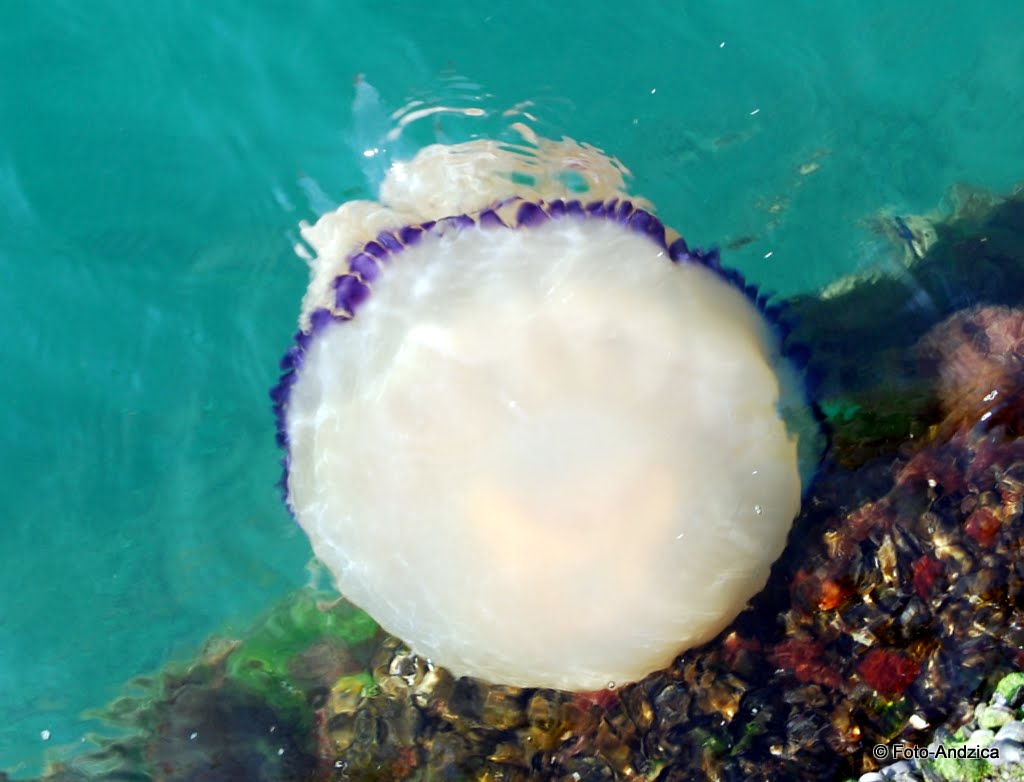 Foto-Andzica: Morska pošast ;-)