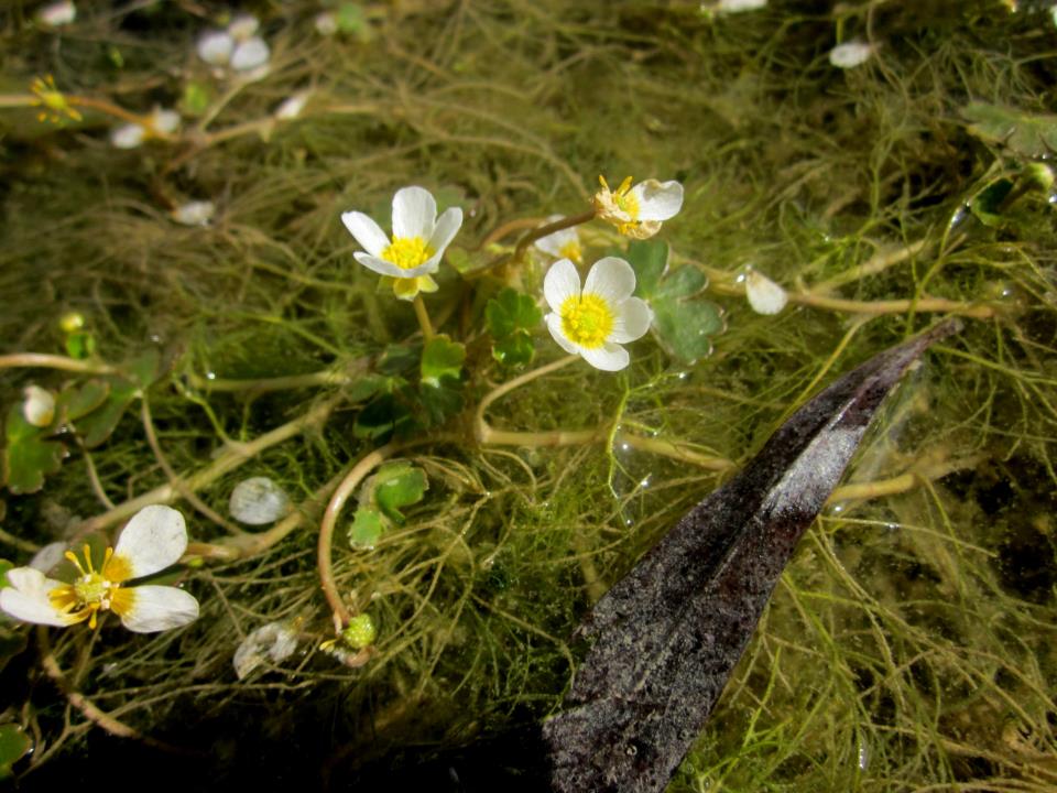 Biodiversity of Cyprus by NGO Protection of the Natural Heritage and ...