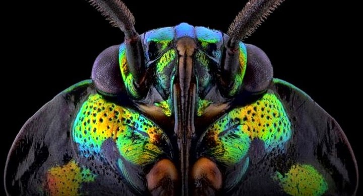 Farandula Digital ├: Fascinantes fotografías de caras de insectos