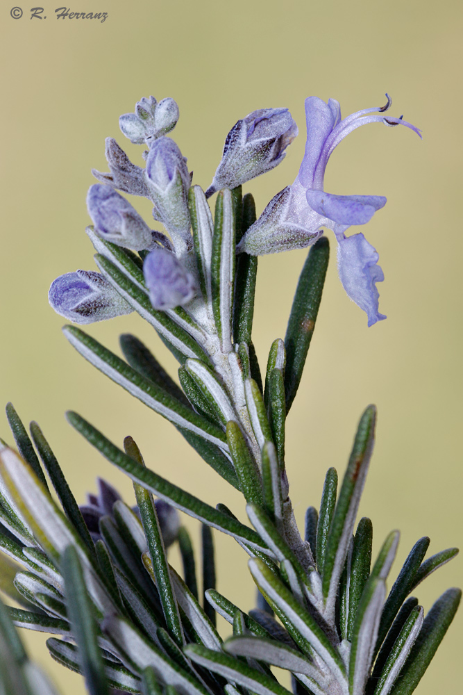 fotosricardo-h: LAMIÁCEAS o LABIADAS - Lamiaceae