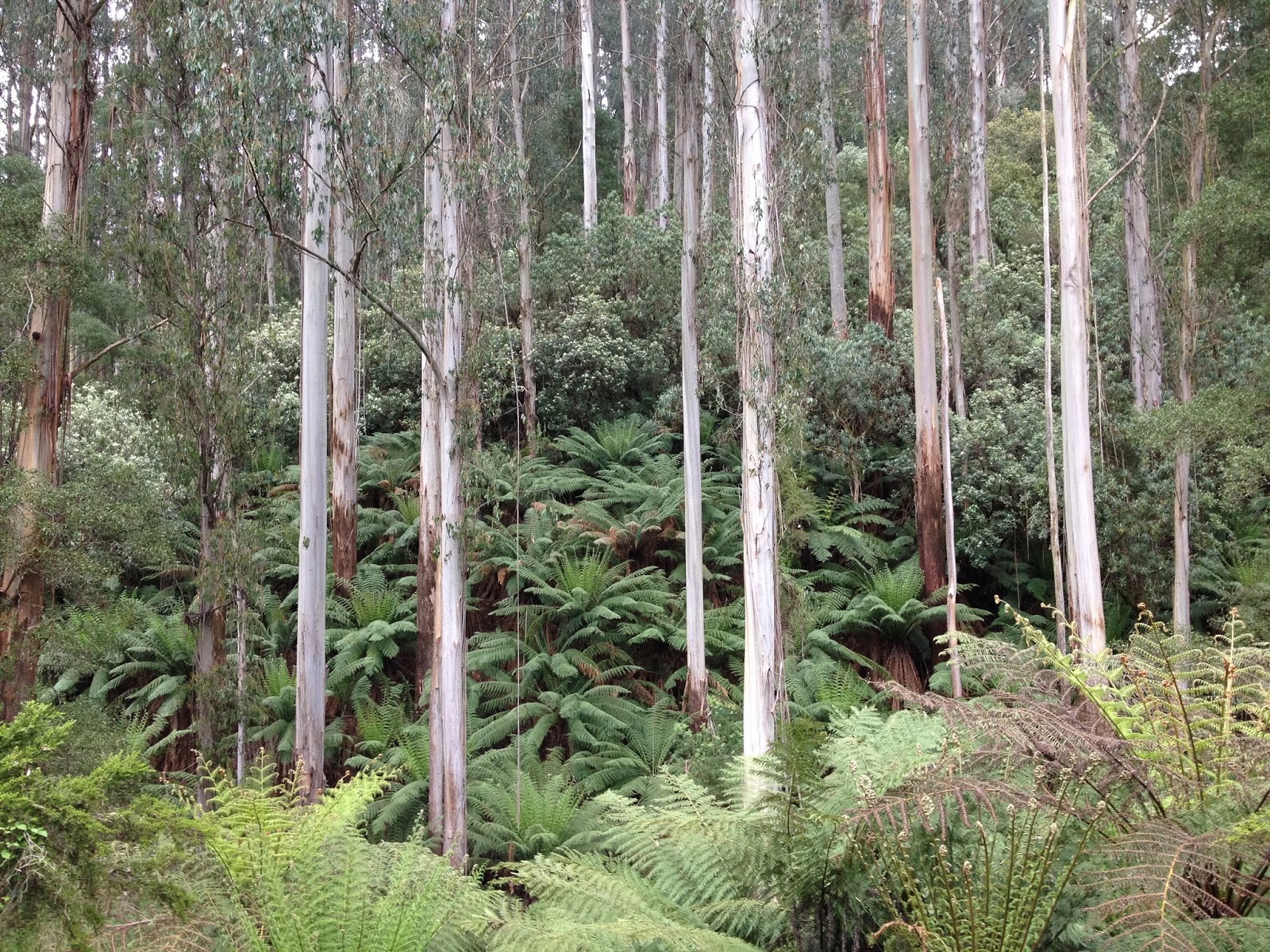 walkabouters club of victoria inc: Mount Worth State Park - Giants ...