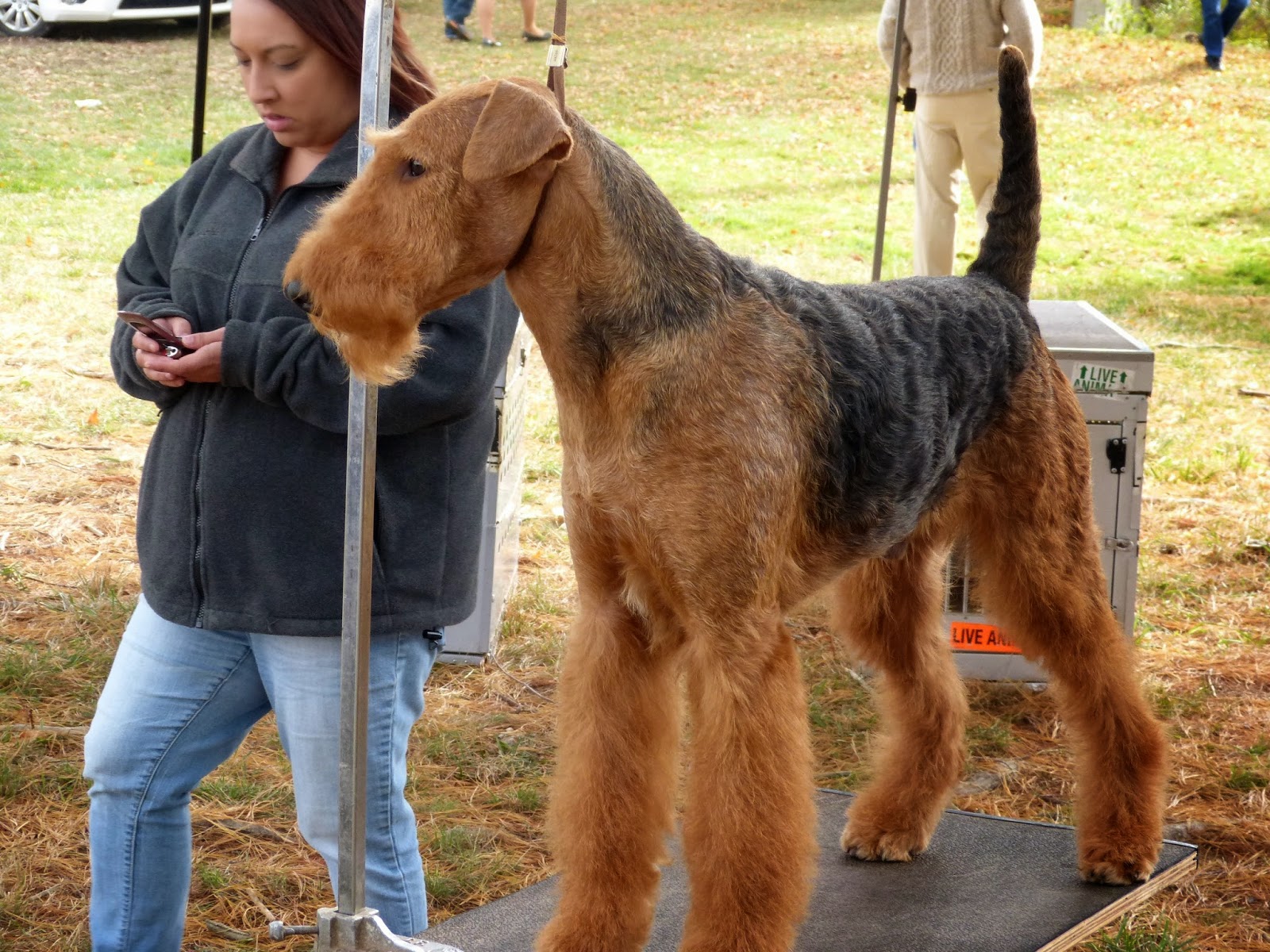 Ray's Retirement: Airedales at the Montgomery County Kennel Club ...