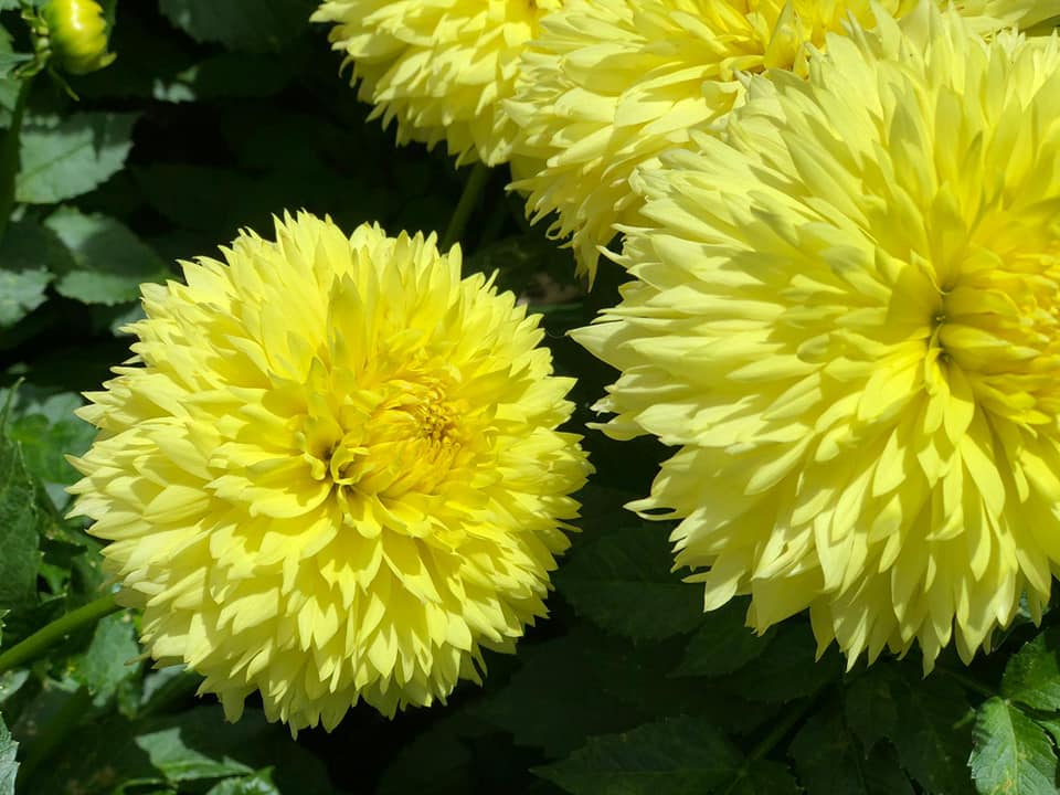 WW : Keindahan Bunga Dahlia