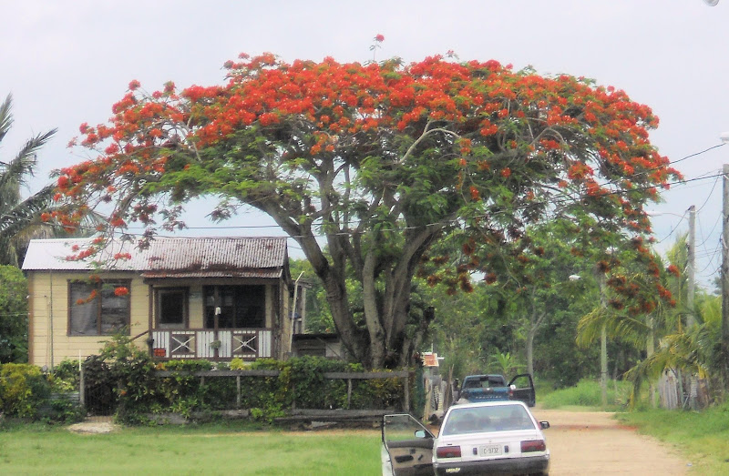 Our Peace Corps Adventure: The Beautiful Plants of Belize