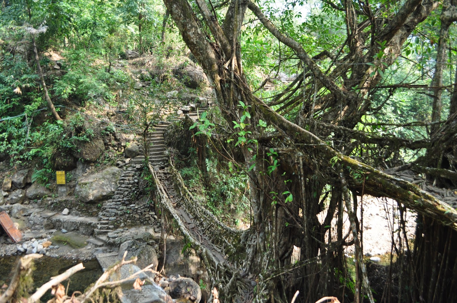 Road Less Travelled: Double Decker Root Bridge A Living Legend!