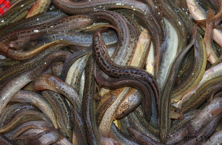 Life in Korea: Weird Korean Food 1 - Mudfish (loach) Soup