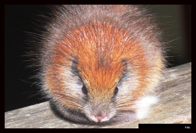 Los animales mas raros del mundo + MUY COMPLETO | Mediavida